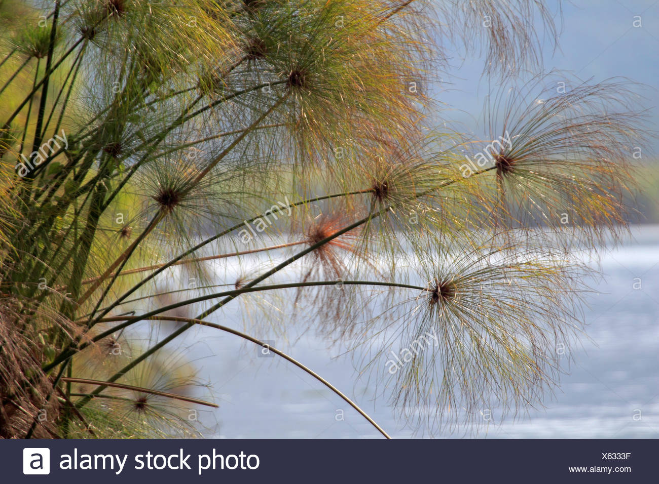 Bulrush Cyperus Papyrus Stock Photos & Bulrush Cyperus Papyrus Stock ...