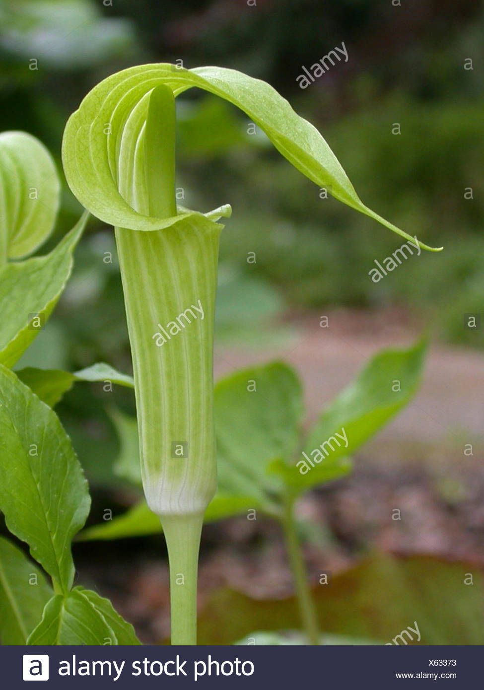 Arisaema Flowering High Resolution Stock Photography and Images - Alamy
