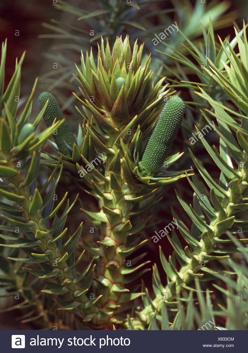 Male Pine Tree Flower Pine High Resolution Stock Photography and Images ...