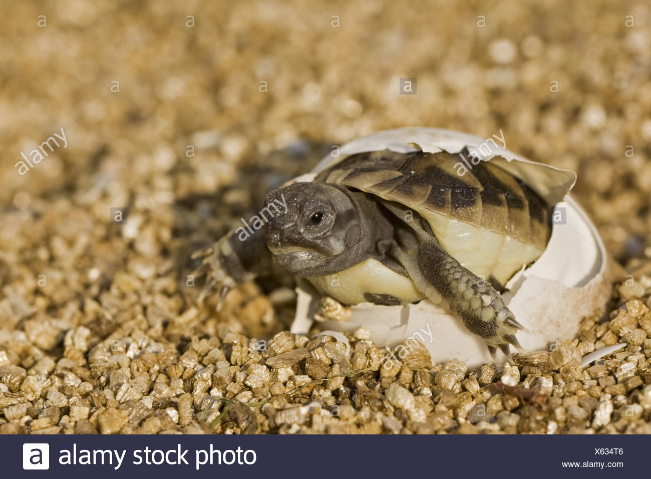 Tortoise Egg High Resolution Stock Photography and Images - Alamy