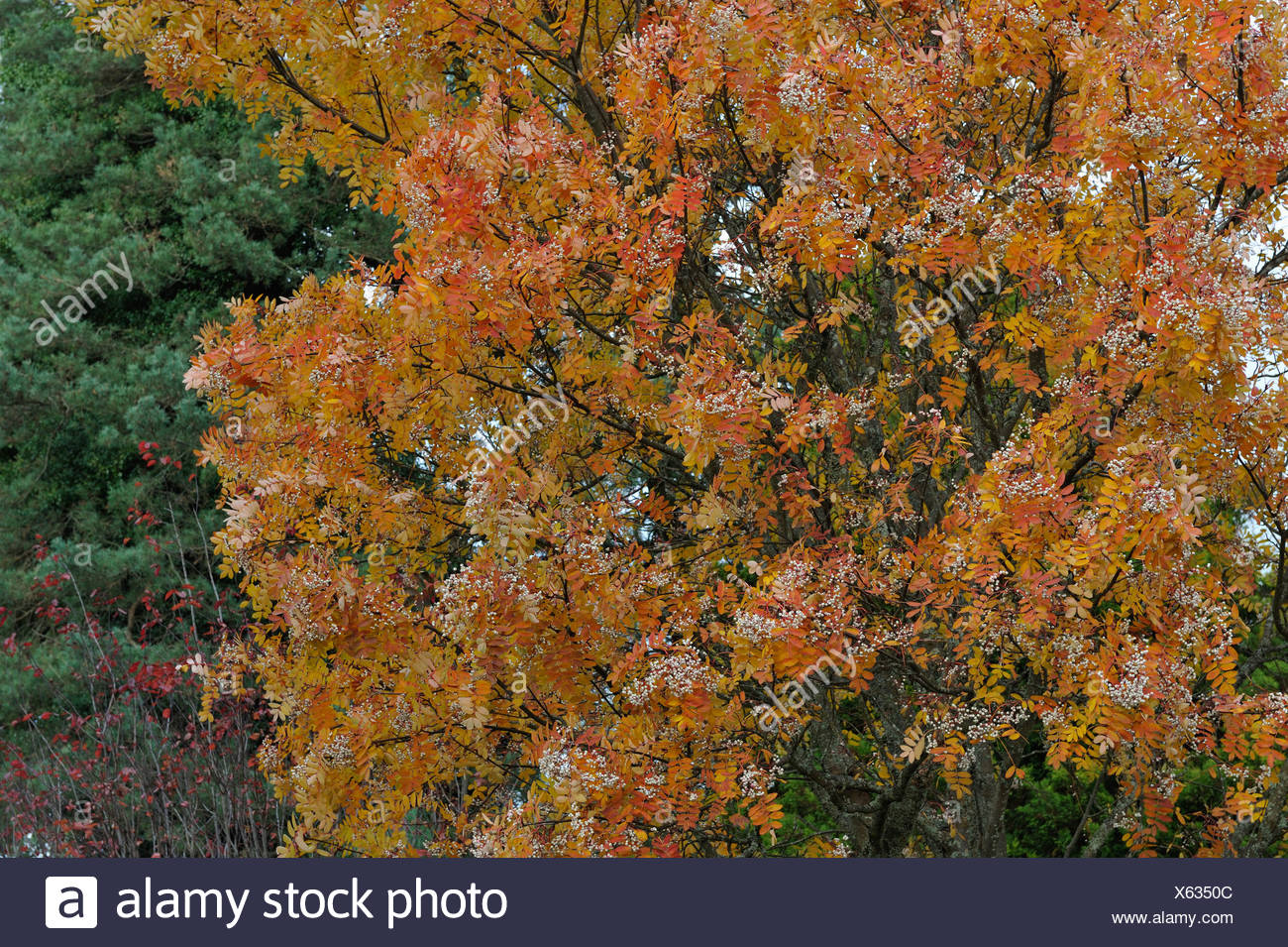 Chinese Rowan Tree High Resolution Stock Photography and Images - Alamy