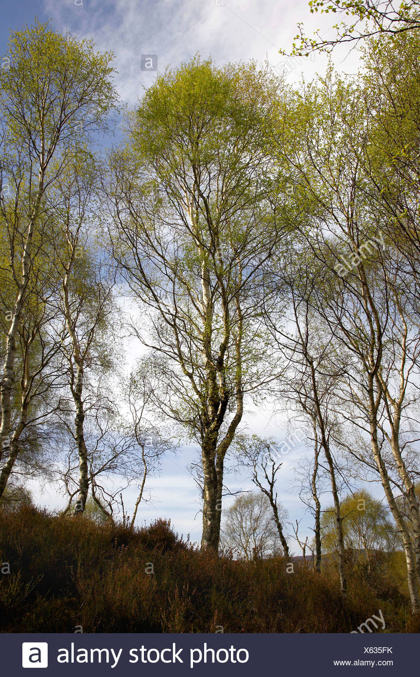 Silver Birch Trees Scotland Stock Photos & Silver Birch Trees Scotland ...