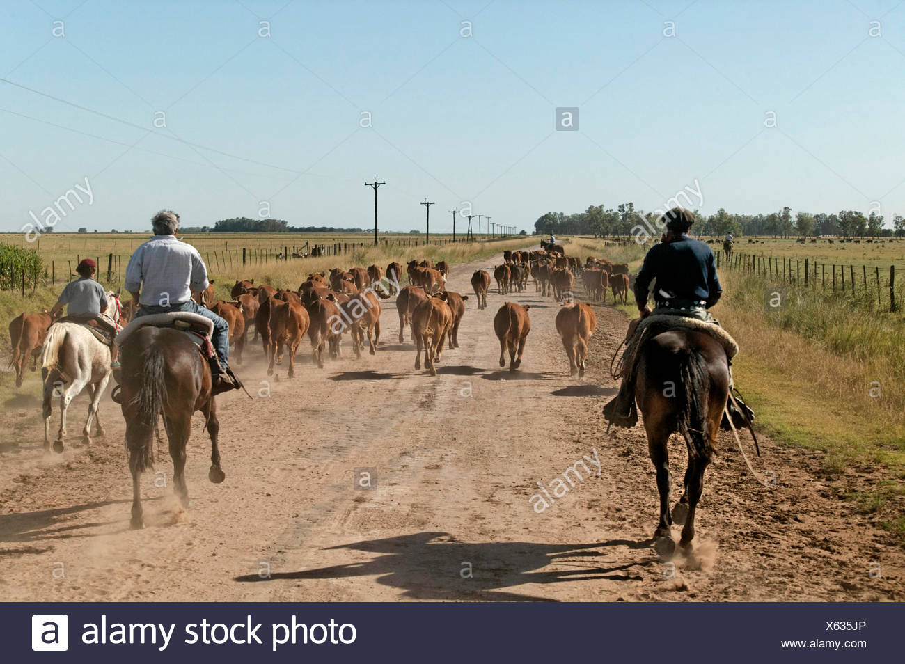 Cowboys Driving Cattle Stock Photos & Cowboys Driving Cattle Stock ...