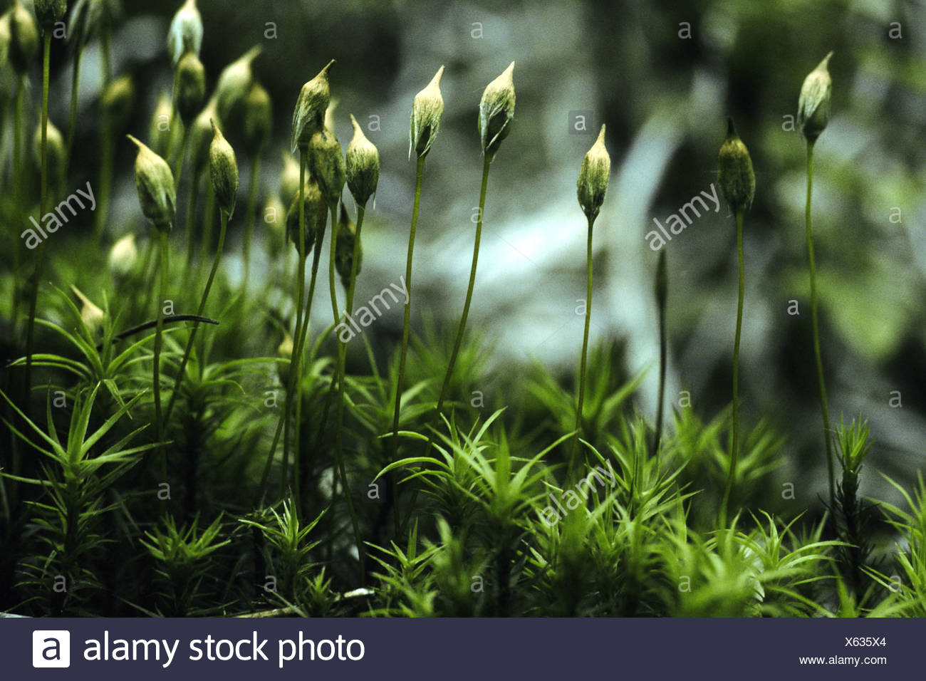 Polytrichum Moss Polytrichum Formosum High Resolution Stock Photography ...