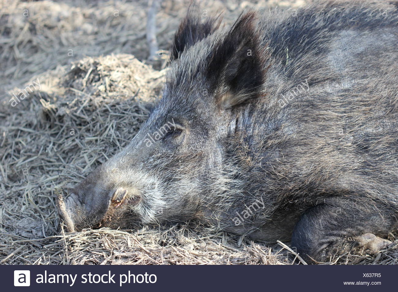 Wild Boars Teeth Stock Photos & Wild Boars Teeth Stock Images - Alamy
