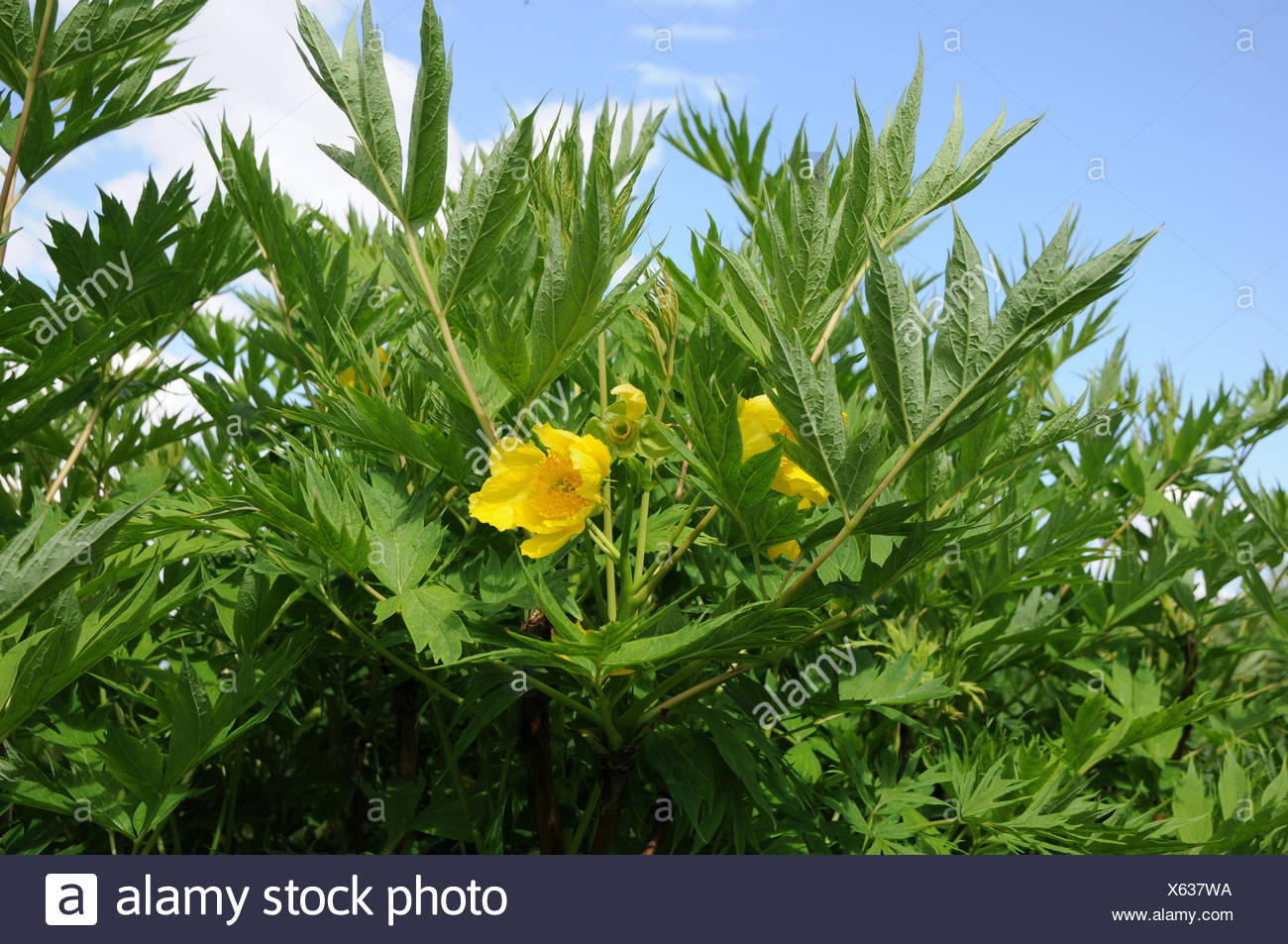 Yellow Tree Peony High Resolution Stock Photography and Images - Alamy