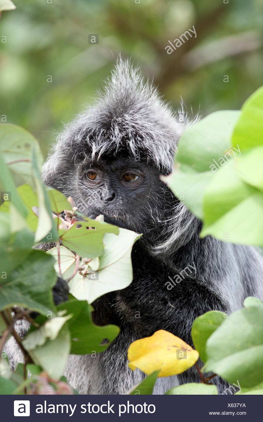 Silver Langur Stock Photos & Silver Langur Stock Images - Alamy