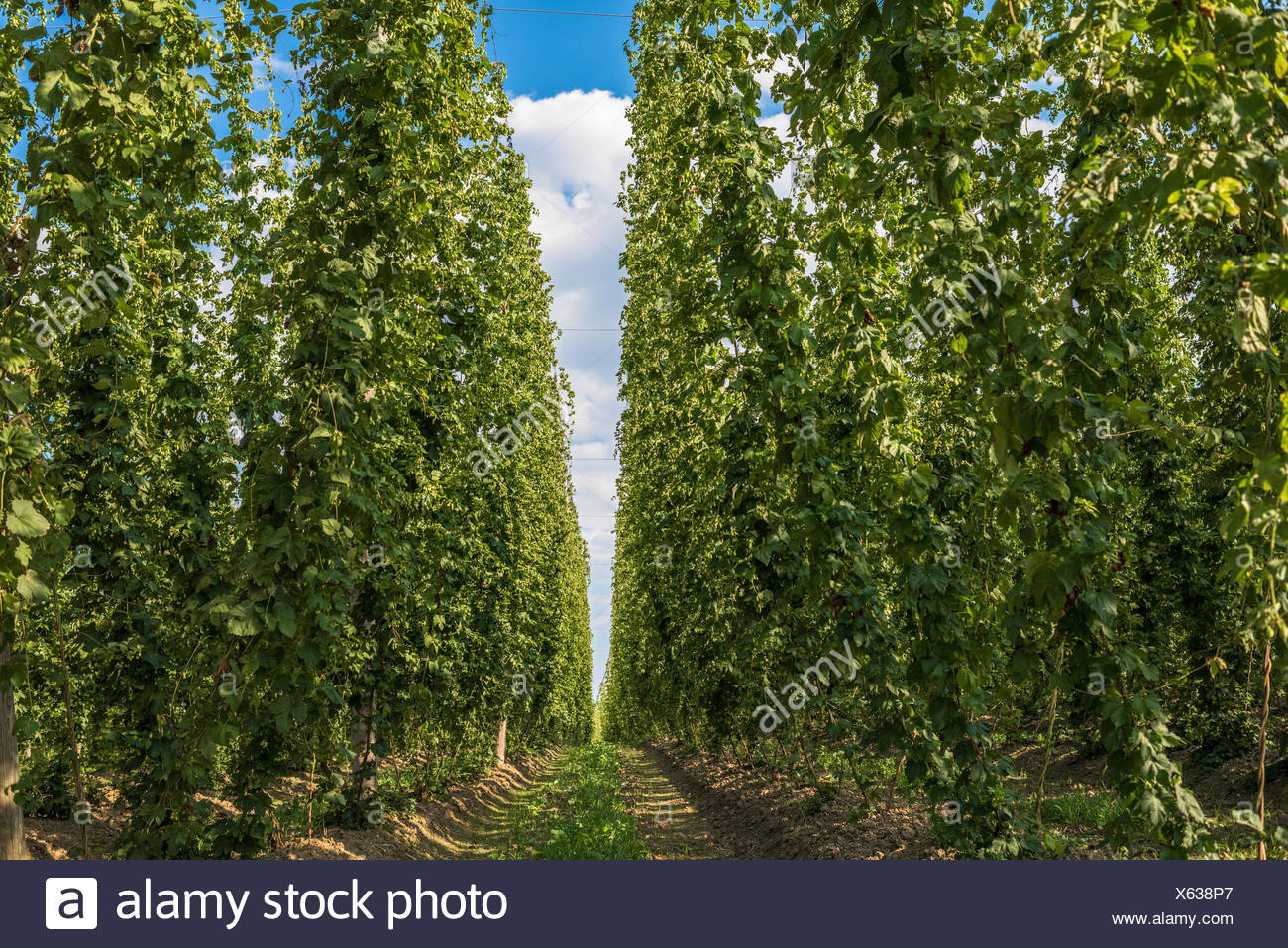 Hop Farm Bavaria Stock Photos & Hop Farm Bavaria Stock Images - Alamy