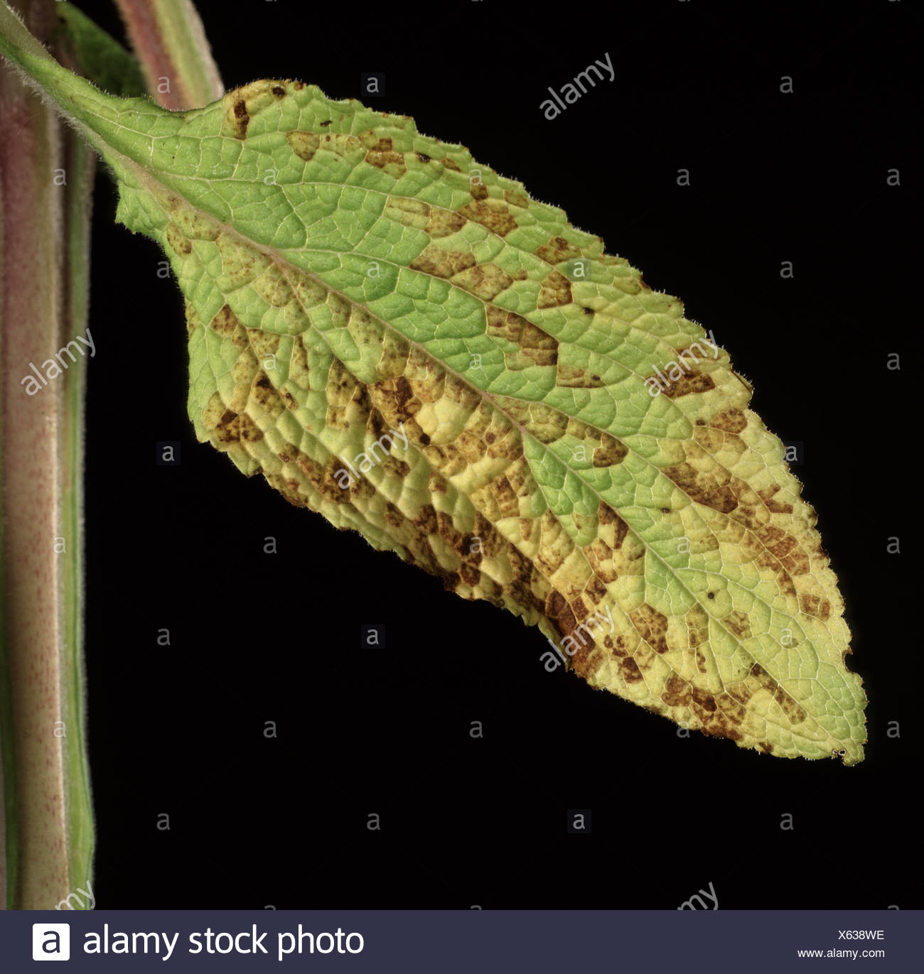 Leaf Necrosis High Resolution Stock Photography and Images - Alamy