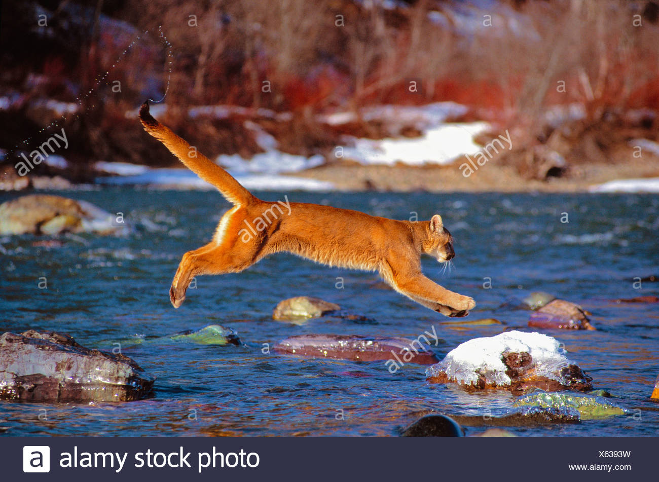 Puma Rock High Resolution Stock Photography and Images - Alamy