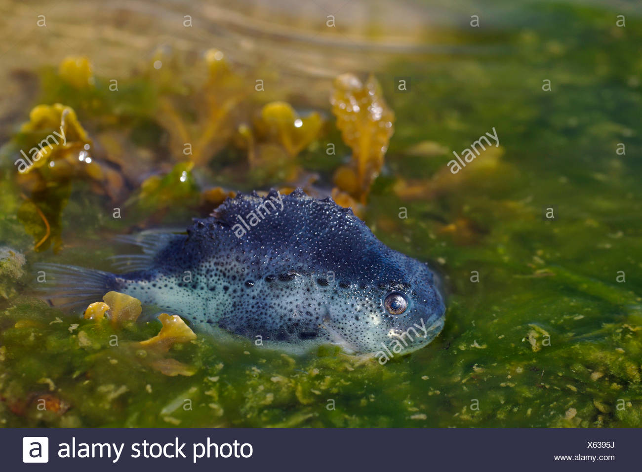Cyclopterus Lumpus High Resolution Stock Photography and Images - Alamy