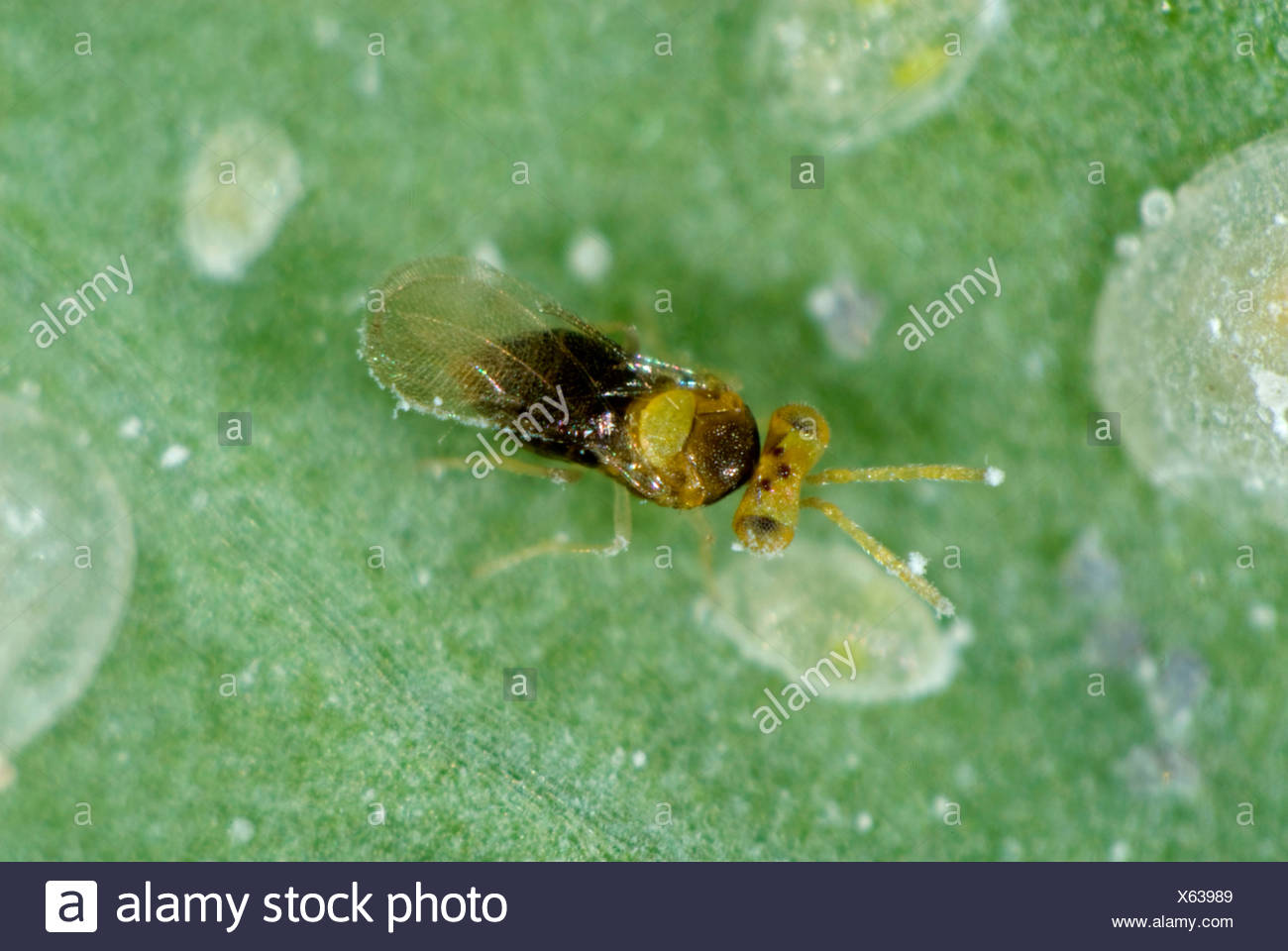 Wasp Larvae High Resolution Stock Photography and Images - Alamy