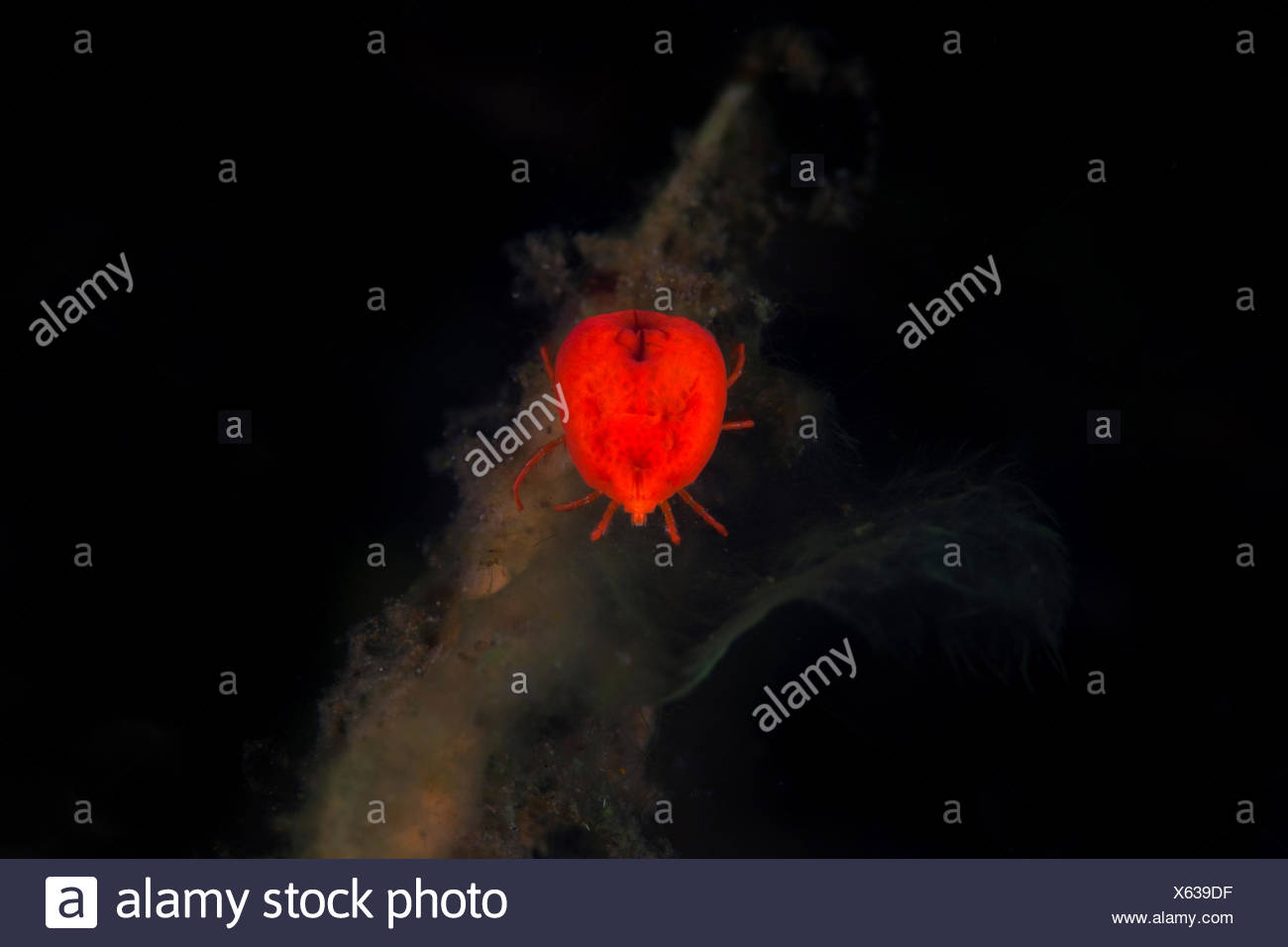 Hydrachnellae High Resolution Stock Photography and Images - Alamy