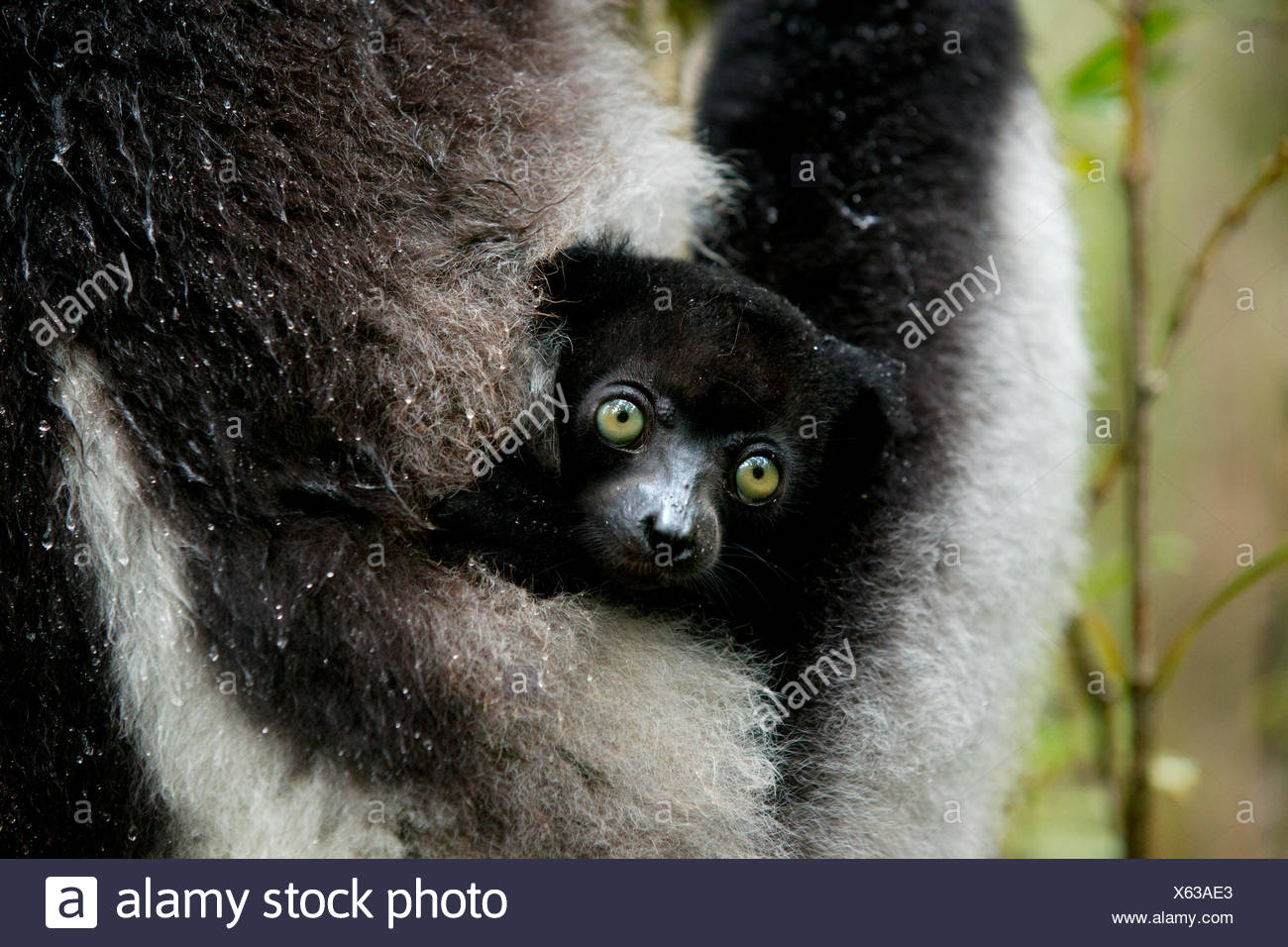 Indri Madagascar Stock Photos & Indri Madagascar Stock Images - Alamy