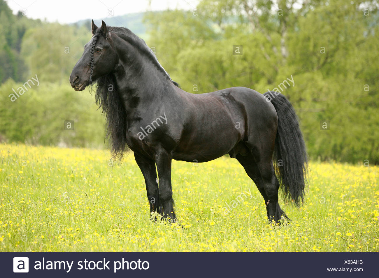 Friesian Horse Standing Stock Photos & Friesian Horse Standing Stock ...