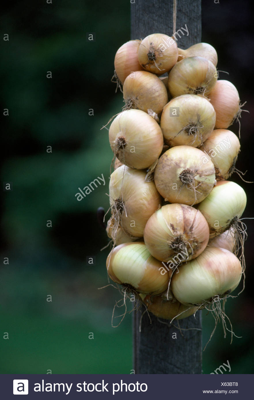 String Of Onions Stock Photos & String Of Onions Stock Images - Alamy