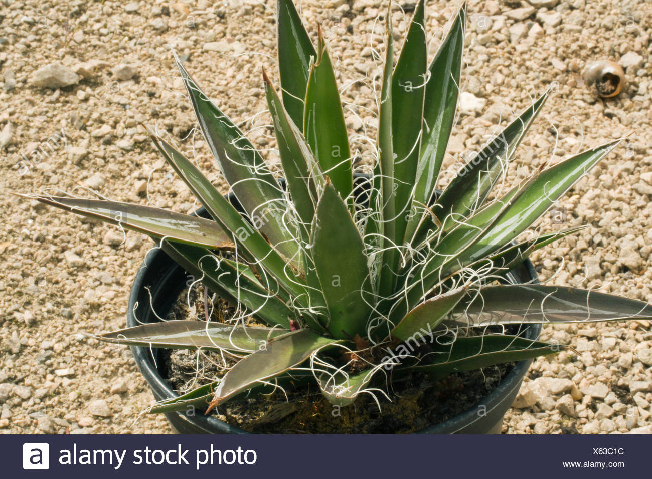 Agave Filifera Stock Photos & Agave Filifera Stock Images - Alamy
