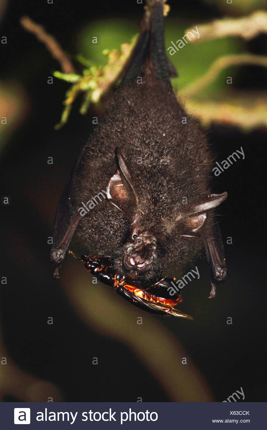 Bat Eating Insect High Resolution Stock Photography and Images - Alamy