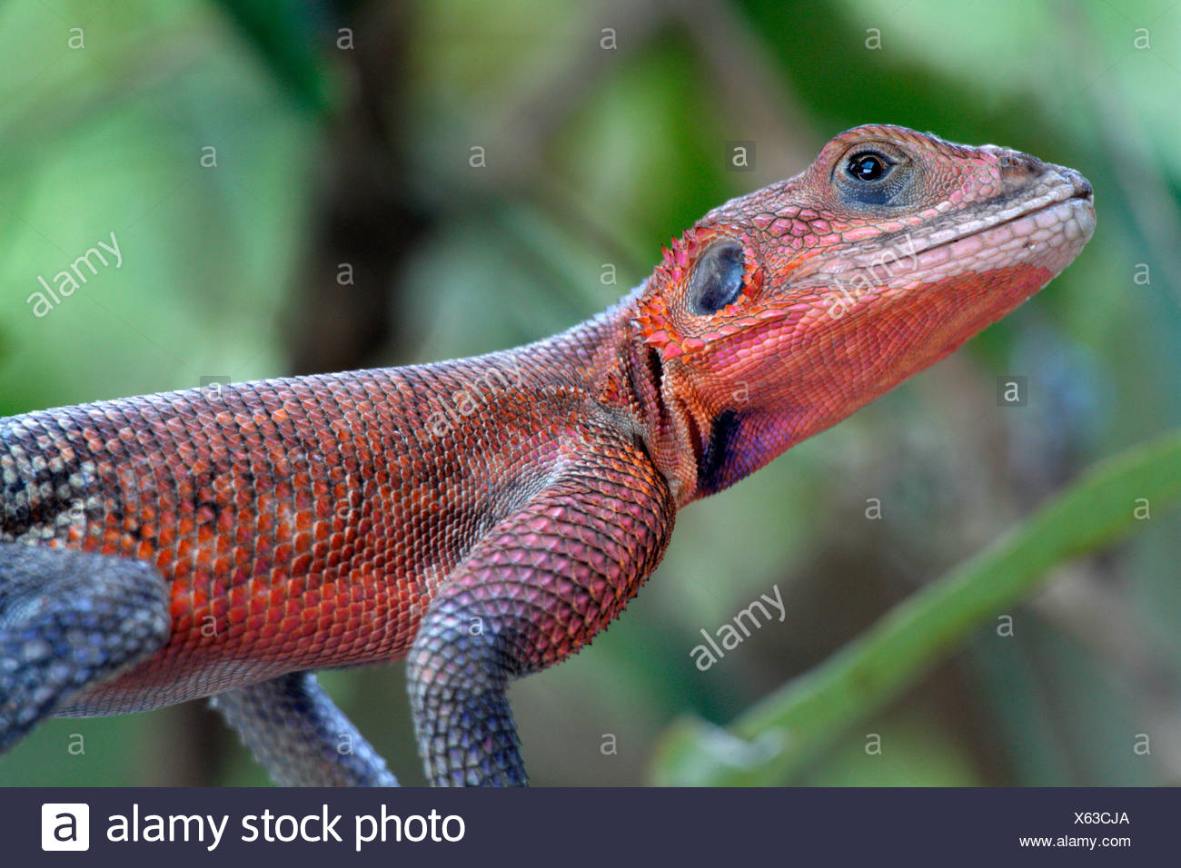 African Lizards High Resolution Stock Photography and Images - Alamy