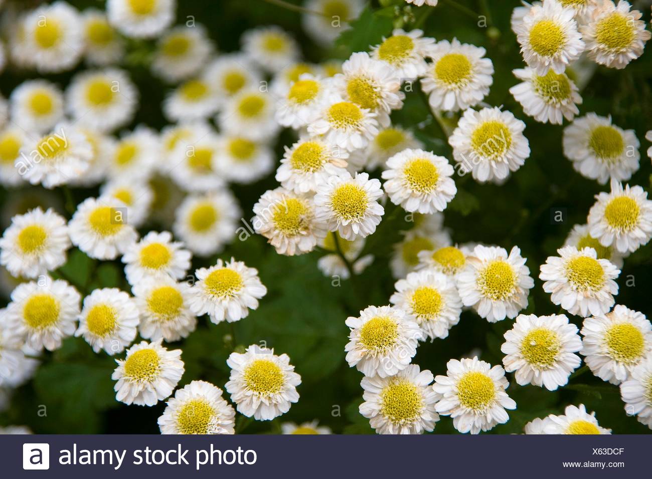 Pyrethrum Chrysanthemum High Resolution Stock Photography and Images ...
