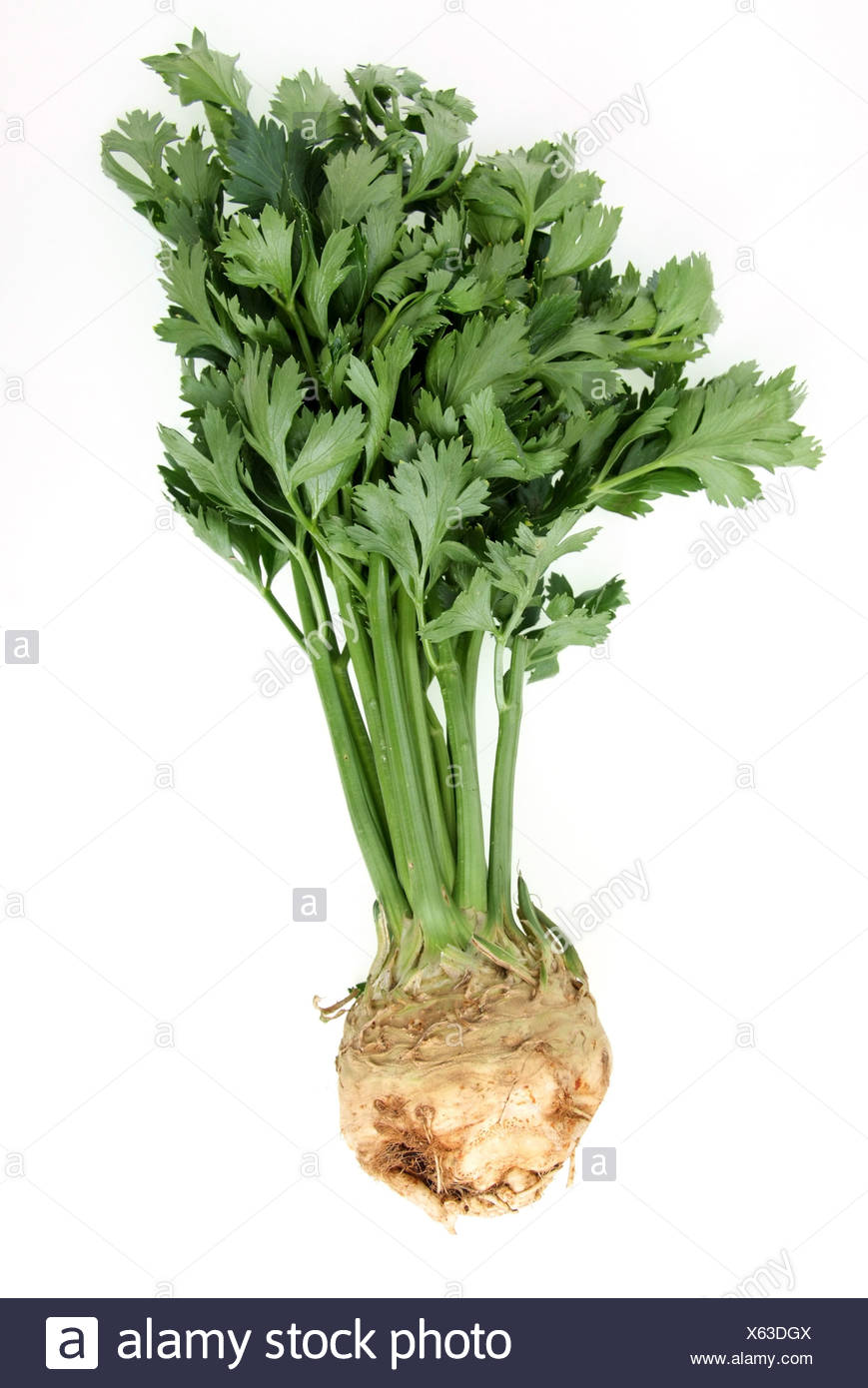 Celery Apiaceae Vegetable High Resolution Stock Photography and Images ...