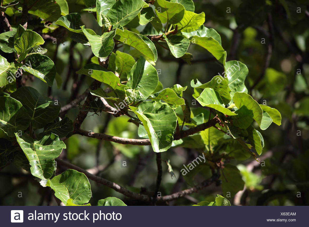 Warka High Resolution Stock Photography and Images - Alamy