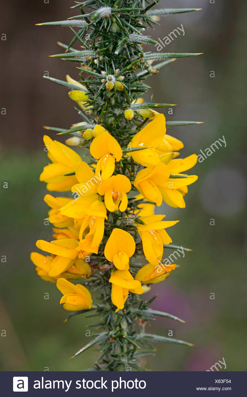 Furze Bush High Resolution Stock Photography and Images - Alamy