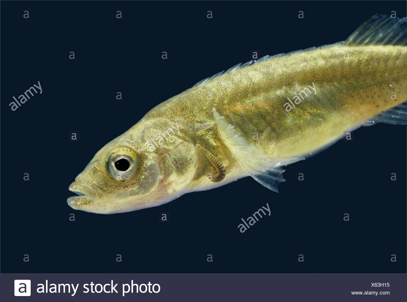 Piscicola High Resolution Stock Photography and Images - Alamy