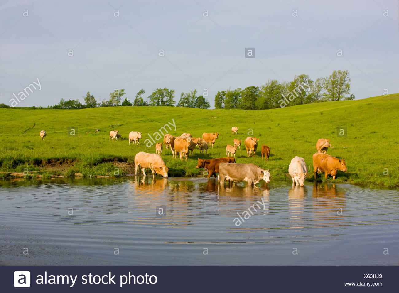 Cattle Pond Stock Photos & Cattle Pond Stock Images - Alamy