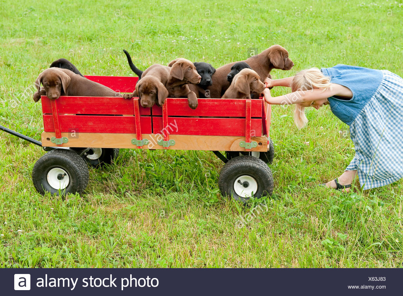 Dog In Wagon Stock Photos & Dog In Wagon Stock Images - Alamy