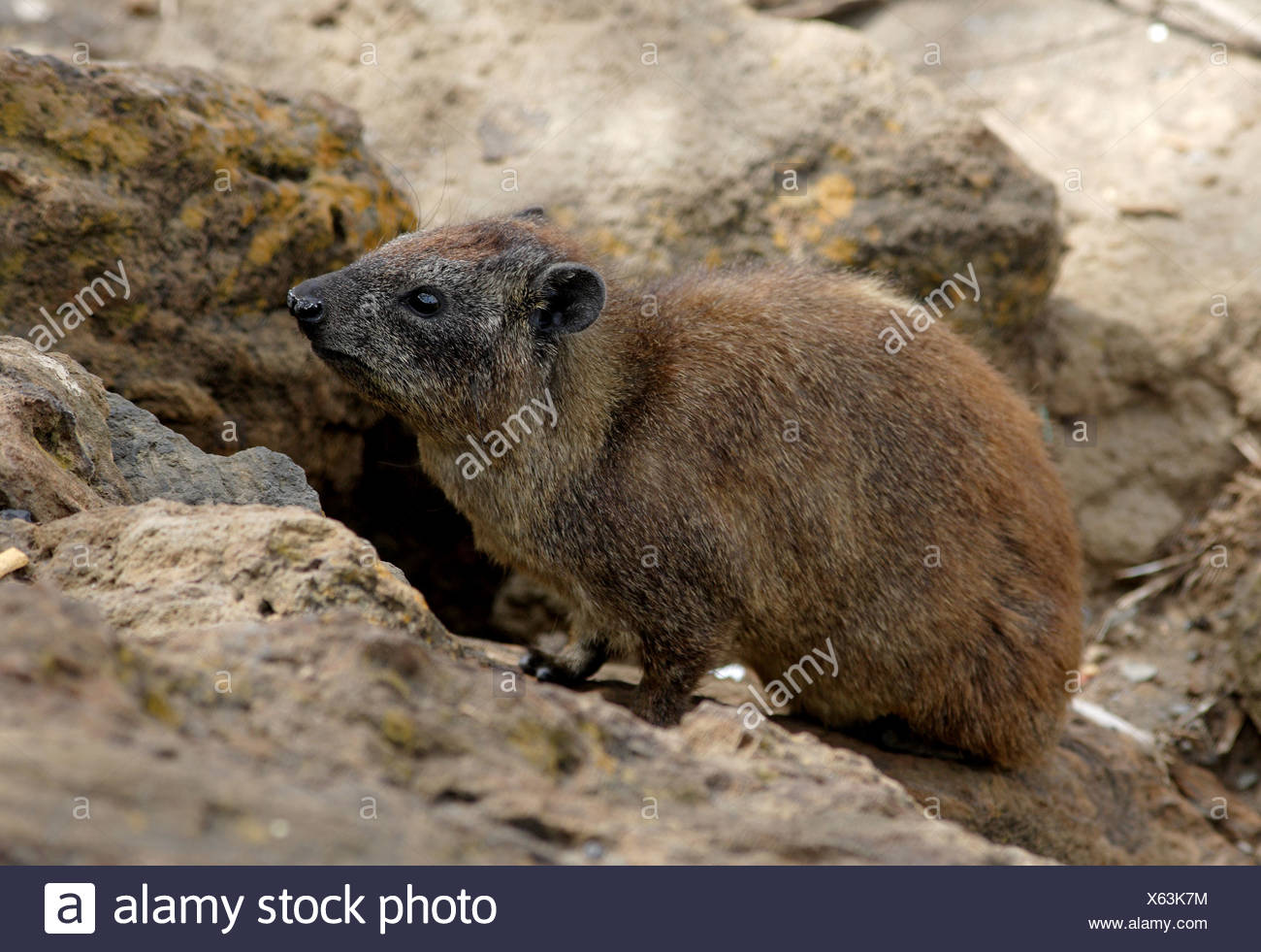 African Rock Dassies High Resolution Stock Photography and Images - Alamy