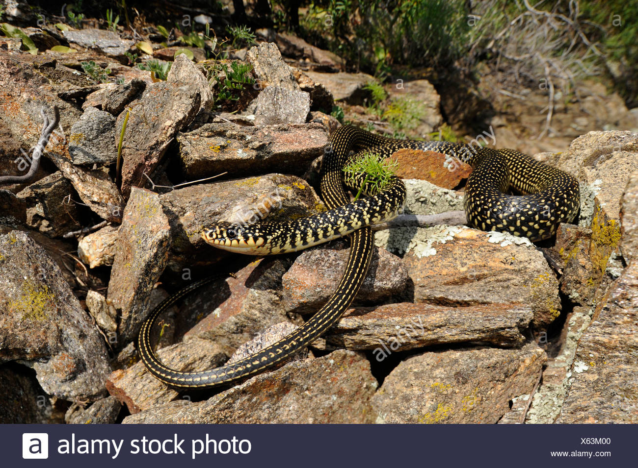 Italian Whip Snake High Resolution Stock Photography and Images - Alamy