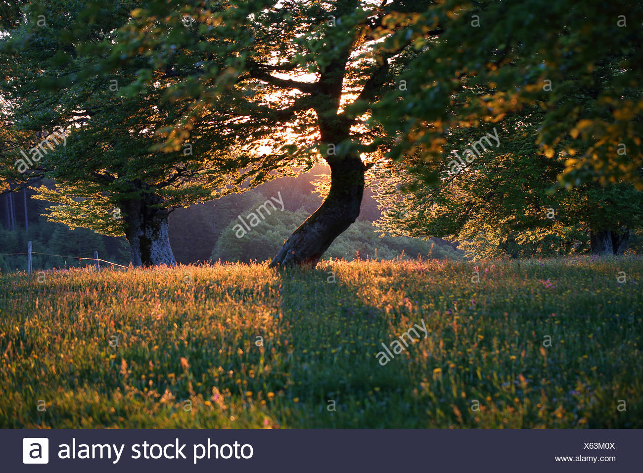 Black Beech Tree High Resolution Stock Photography and Images - Alamy