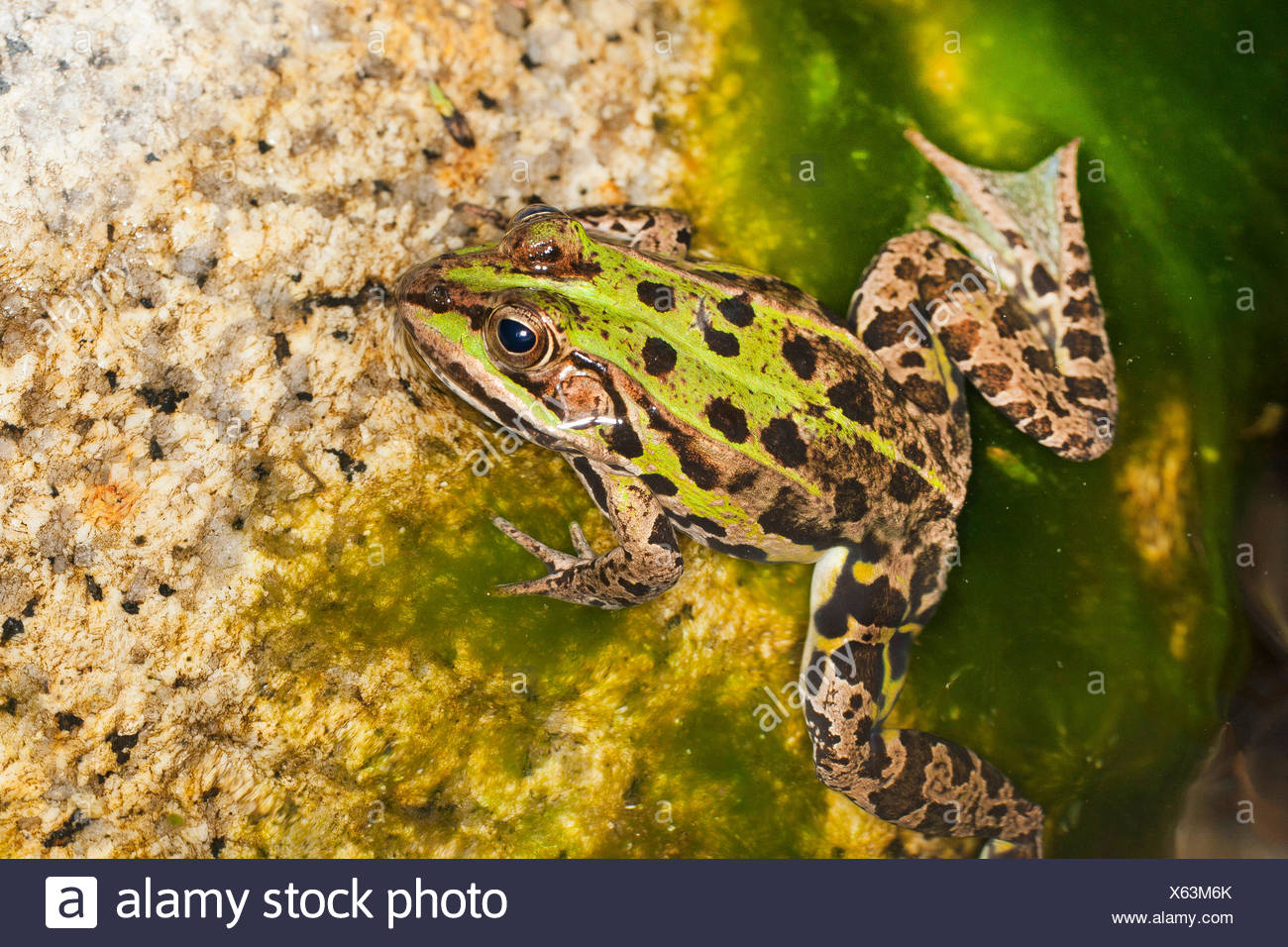 Pool Frog Stock Photos & Pool Frog Stock Images - Alamy