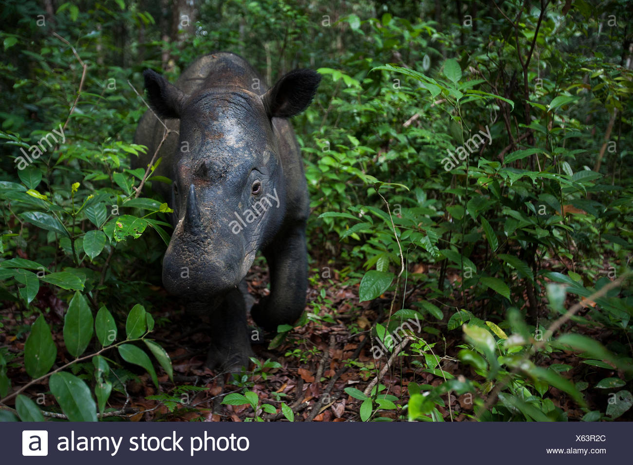 Dicerorhinus Sumatrensis Stock Photos & Dicerorhinus Sumatrensis Stock ...