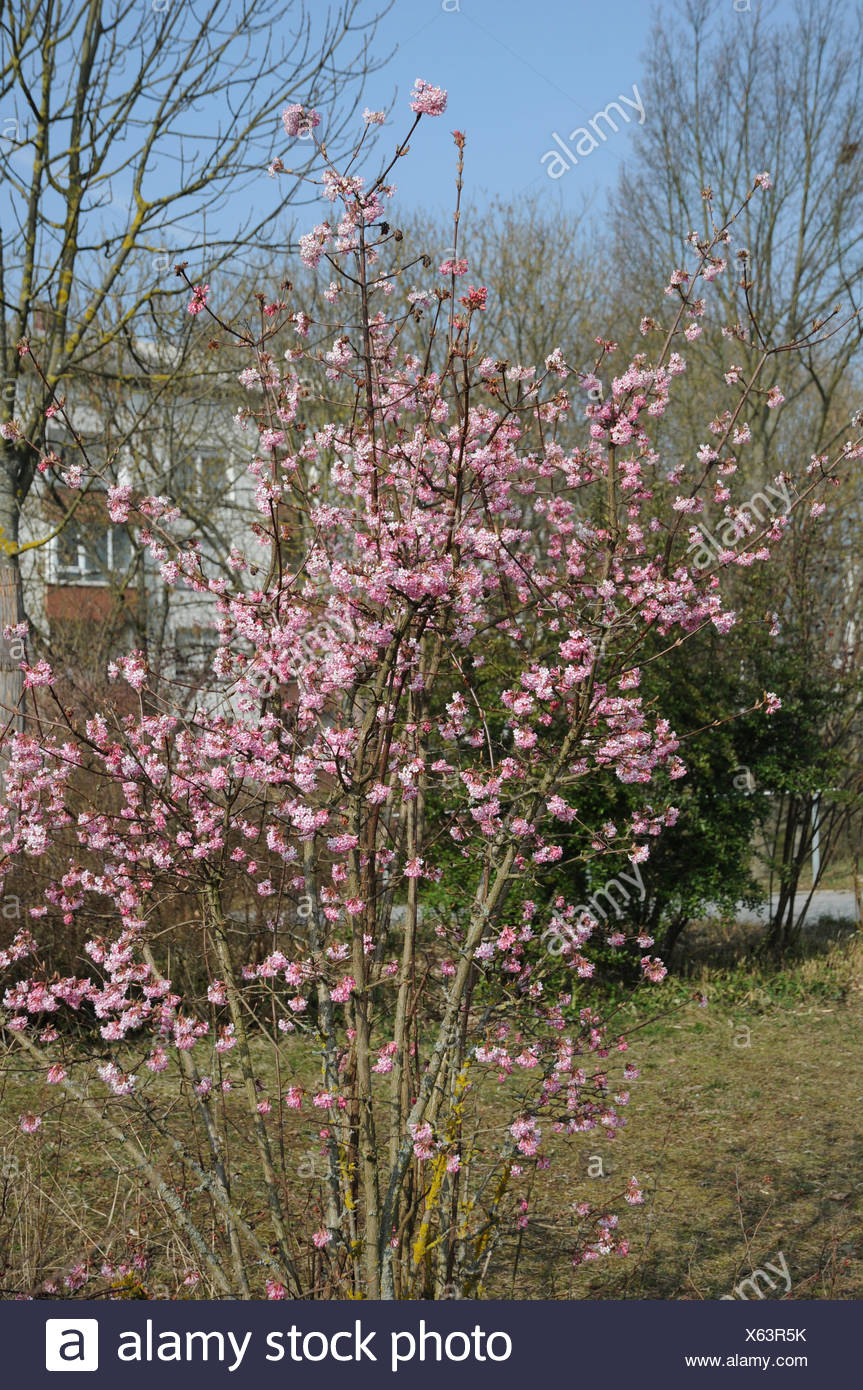 Fragrant Viburnum Viburnum Farreri High Resolution Stock Photography ...