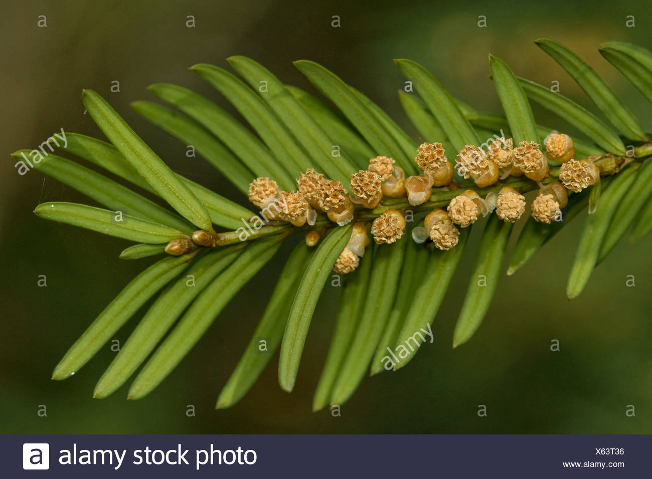 Yew Flower Tree High Resolution Stock Photography and Images - Alamy