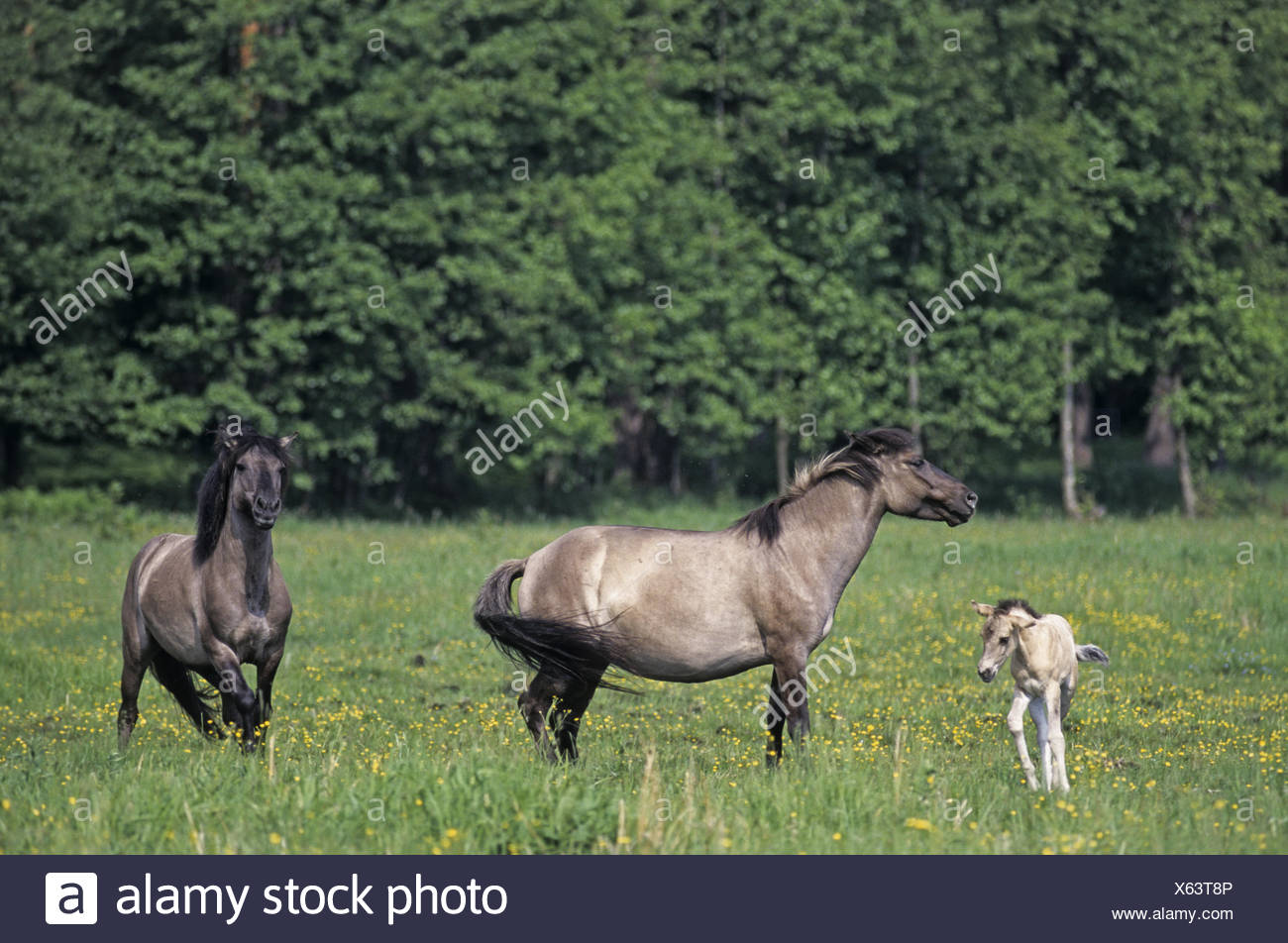 Mare And Stallion Mating High Resolution Stock Photography and Images - Alamy