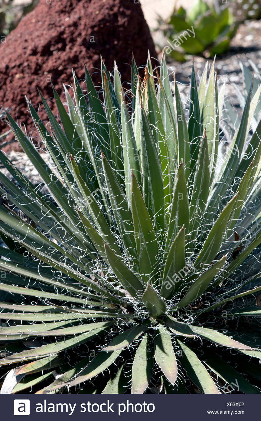 Agave Filifera Stock Photos & Agave Filifera Stock Images - Alamy