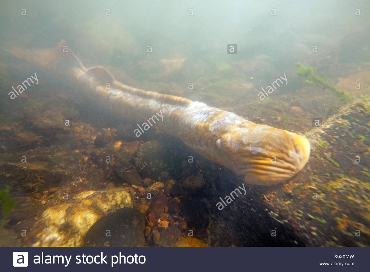 River Lamprey High Resolution Stock Photography and Images - Alamy