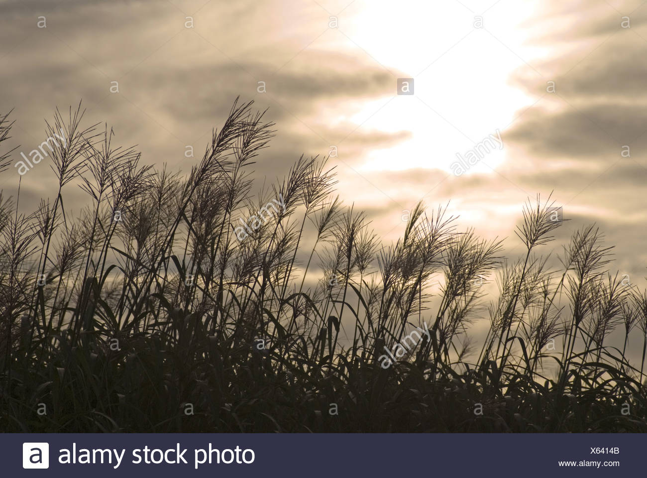 Giant Miscanthus Miscanthus Giganteus High Resolution Stock Photography ...