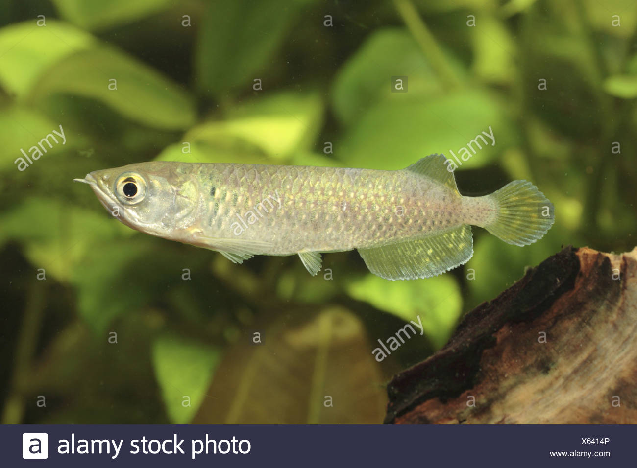 Bonytongue High Resolution Stock Photography and Images - Alamy