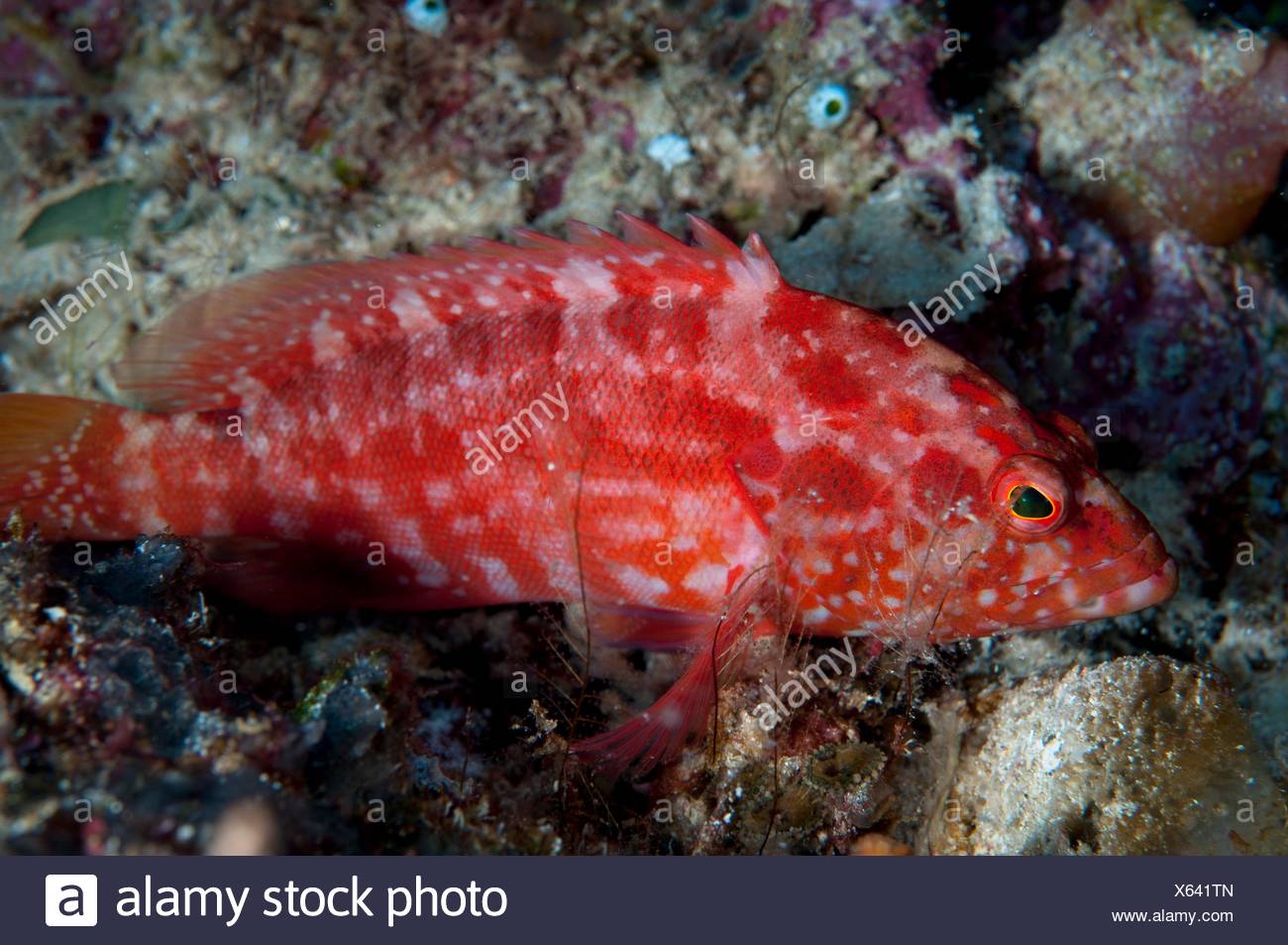 Leopard Grouper High Resolution Stock Photography and Images - Alamy