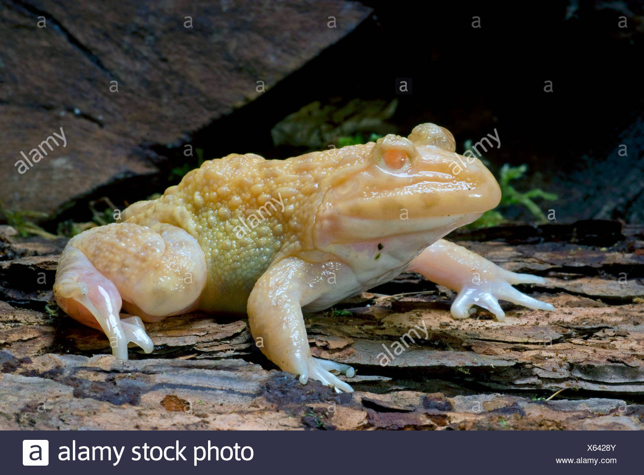 Edible Bullfrog High Resolution Stock Photography and Images - Alamy