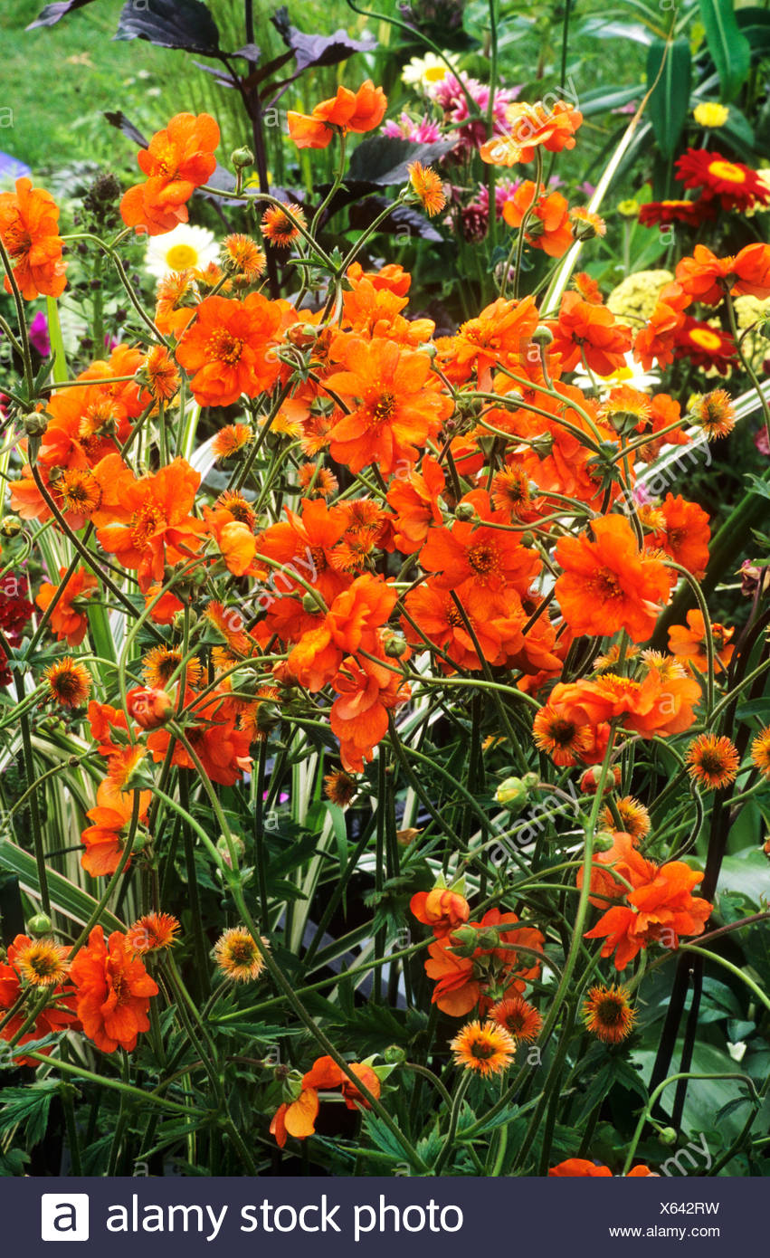 Prinses Juliana High Resolution Stock Photography and Images - Alamy