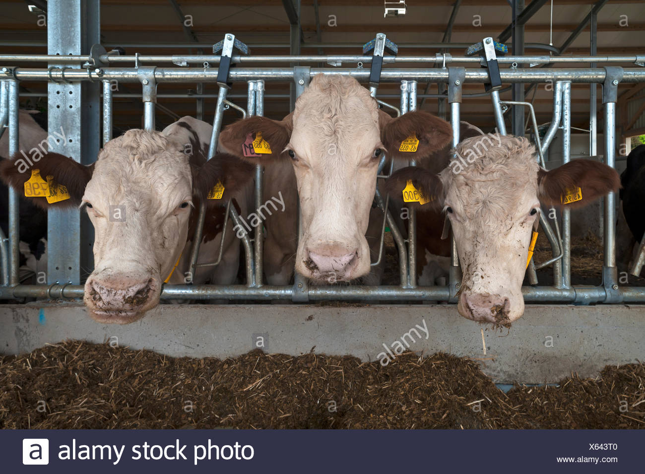 Cattle Housing Stock Photos & Cattle Housing Stock Images - Alamy