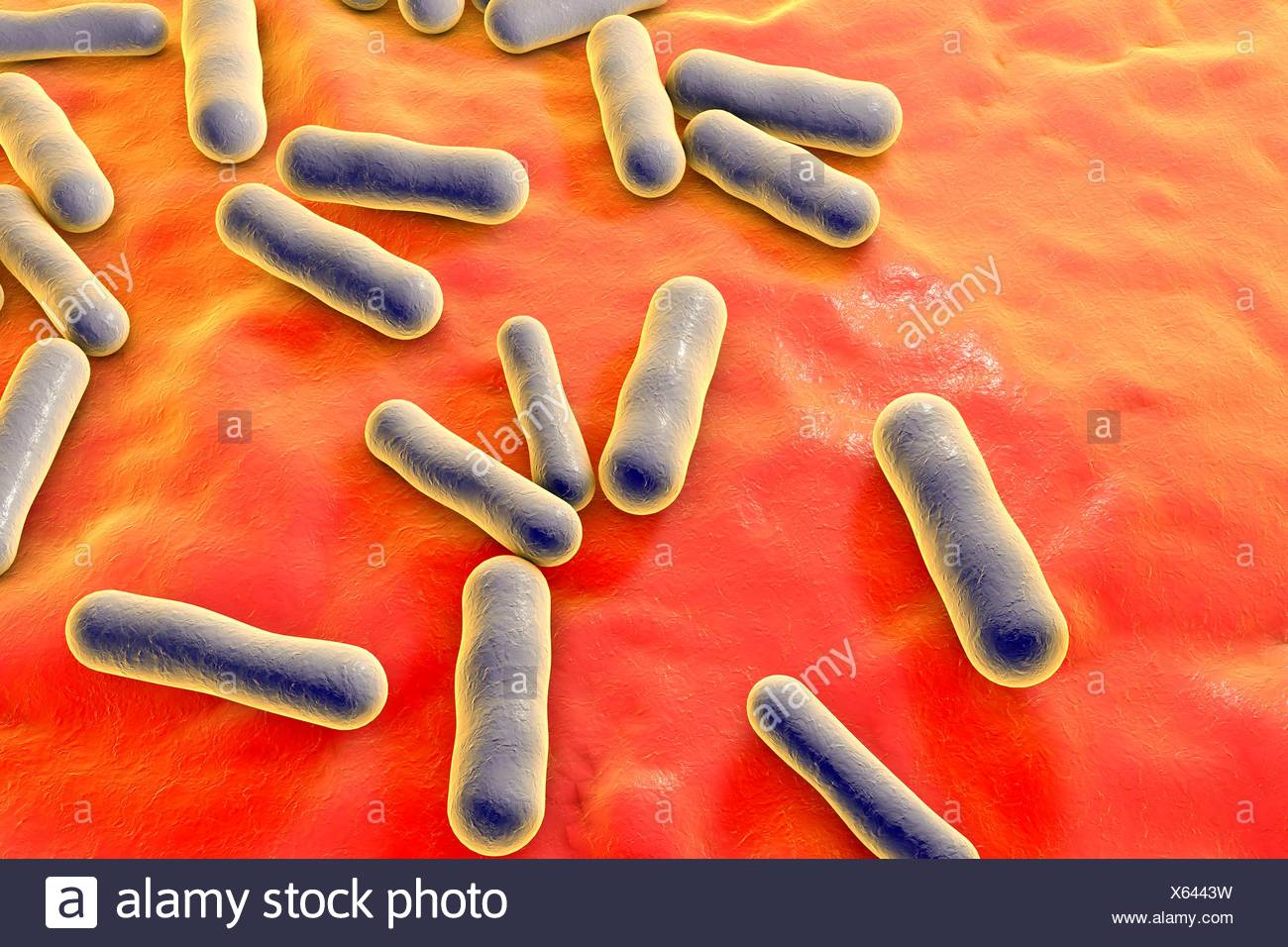 Propionibacterium Acnes Stock Photos & Propionibacterium Acnes Stock ...