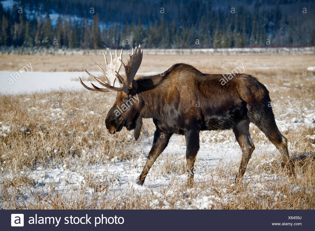 Moose Canada High Resolution Stock Photography and Images - Alamy