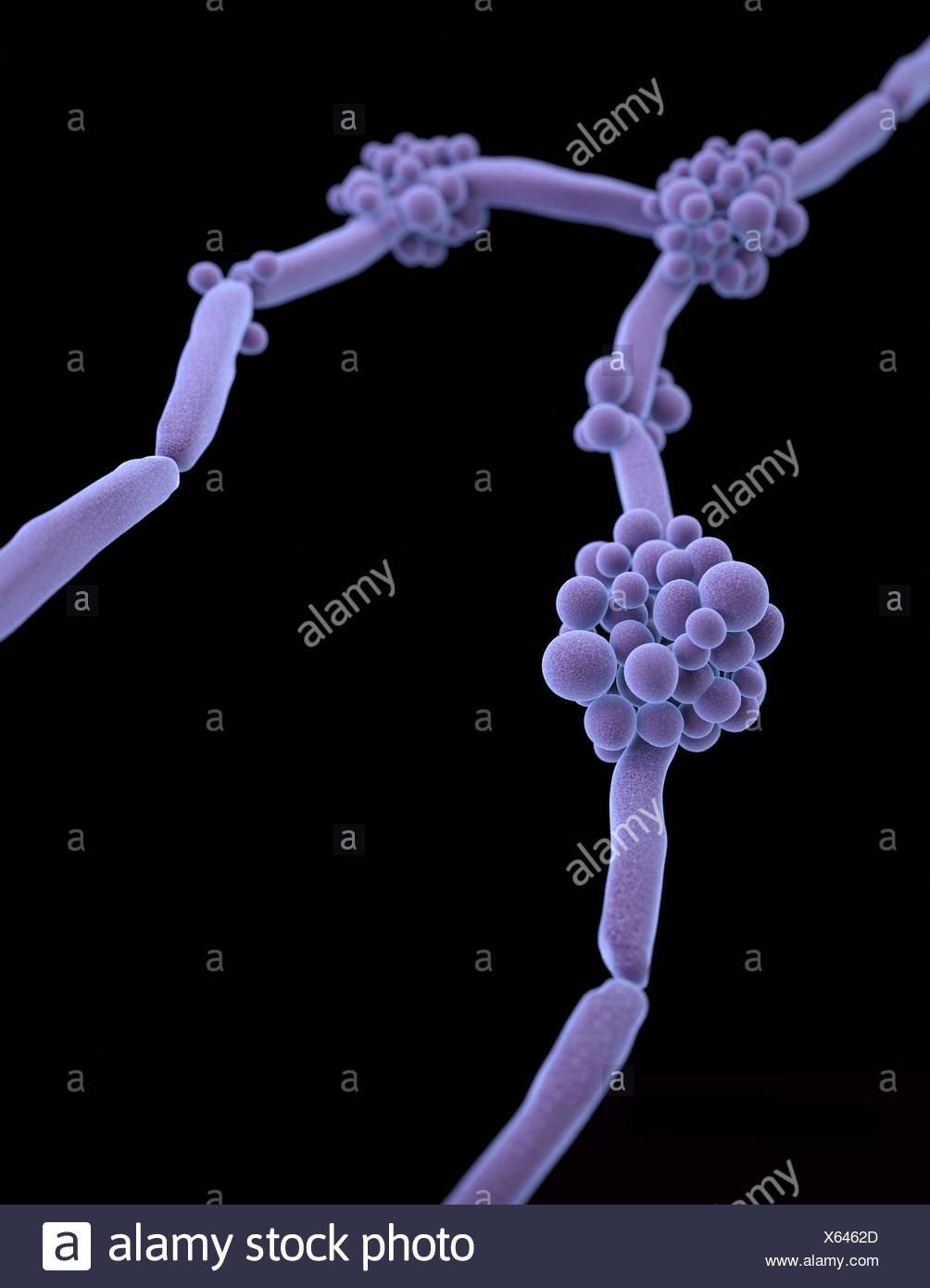 Conidia High Resolution Stock Photography and Images - Alamy