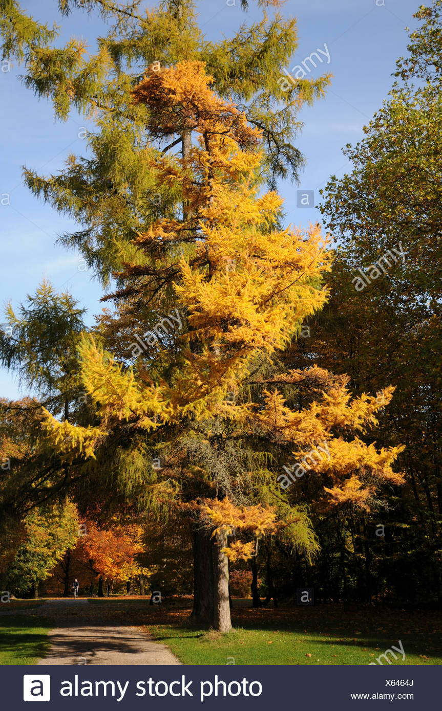 Japanese Larch Trees High Resolution Stock Photography and Images - Alamy